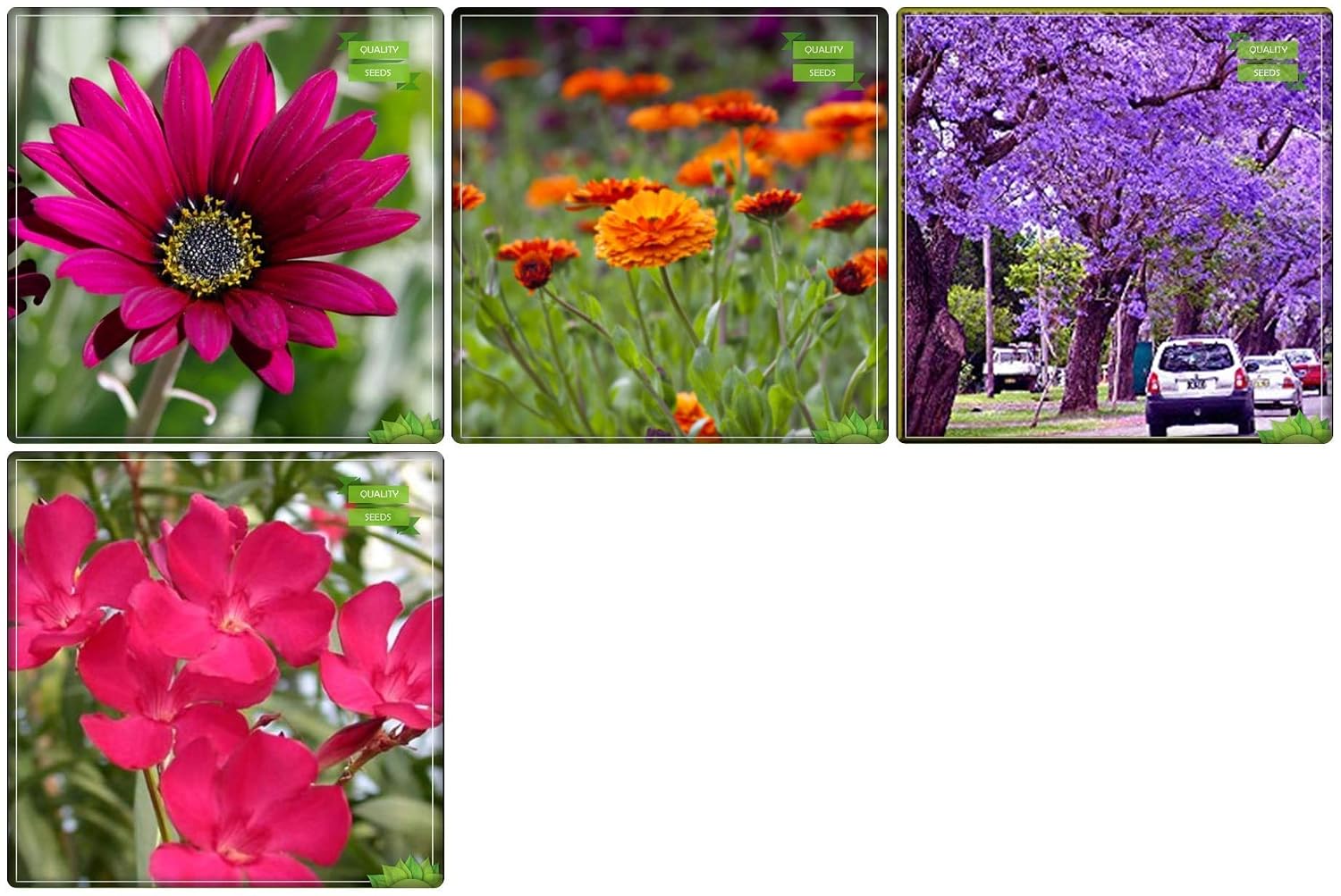 OhhSome All Purpose Combo Tree Seeds : Jacaranda, Karavira, Acrotis ...