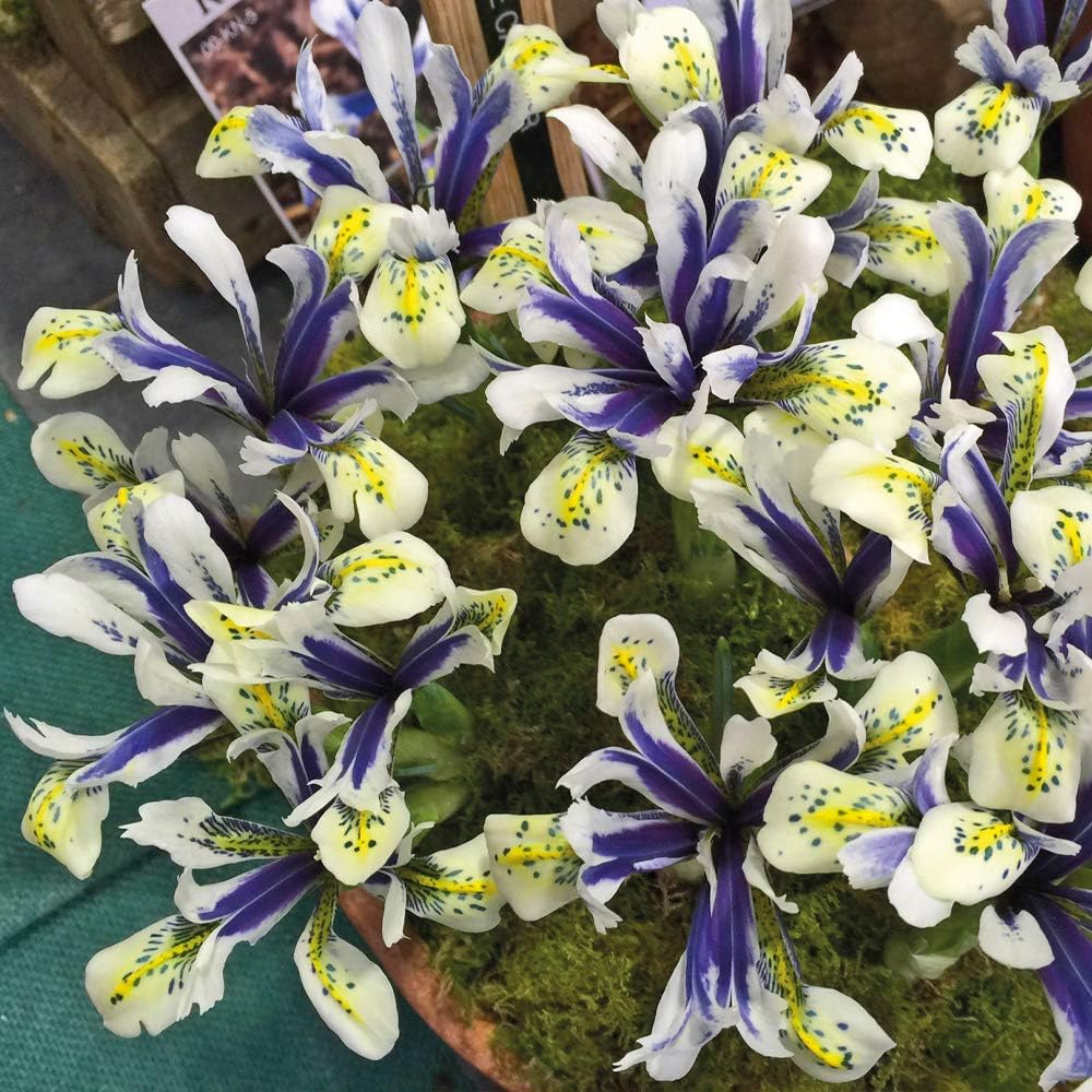 Dwarf Iris Bulbs for Planting Now UK, Hardy Spring Flowering Bulb ...