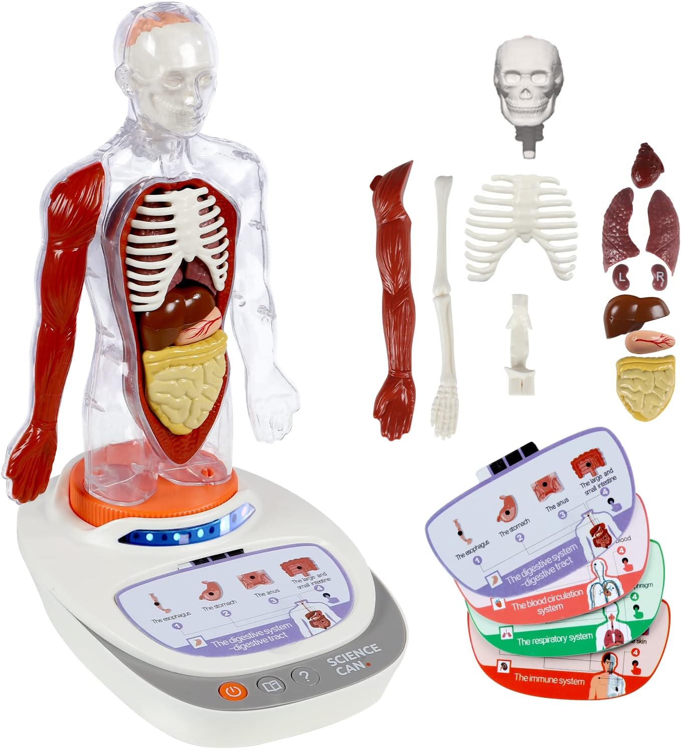 Science Can Modelo de anatomía humana con 15 órganos juguete ...