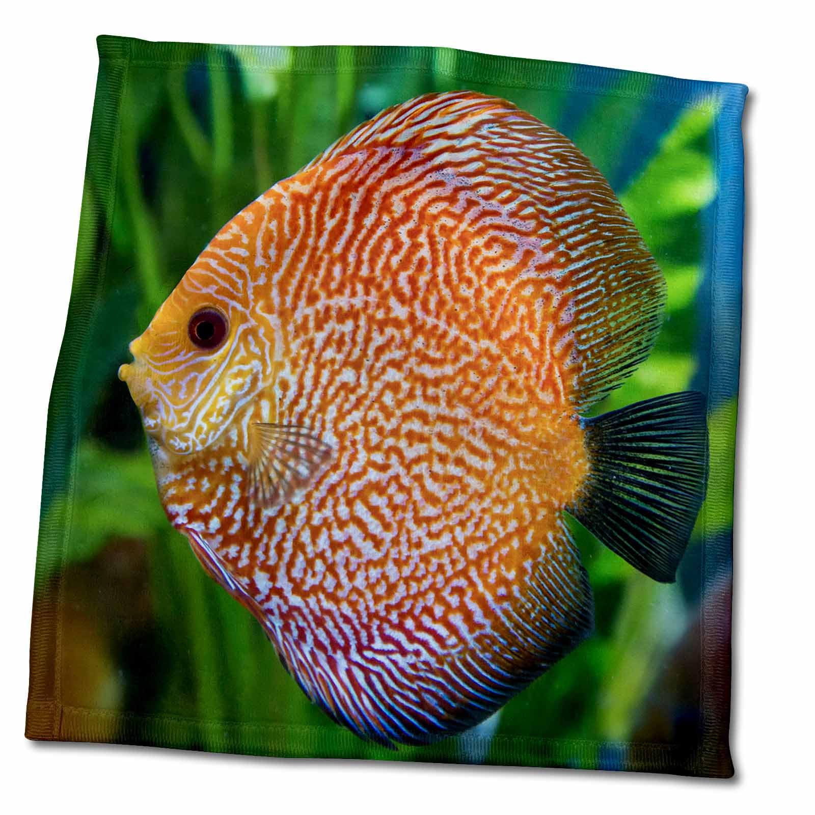 Snakeskin Discus Fish