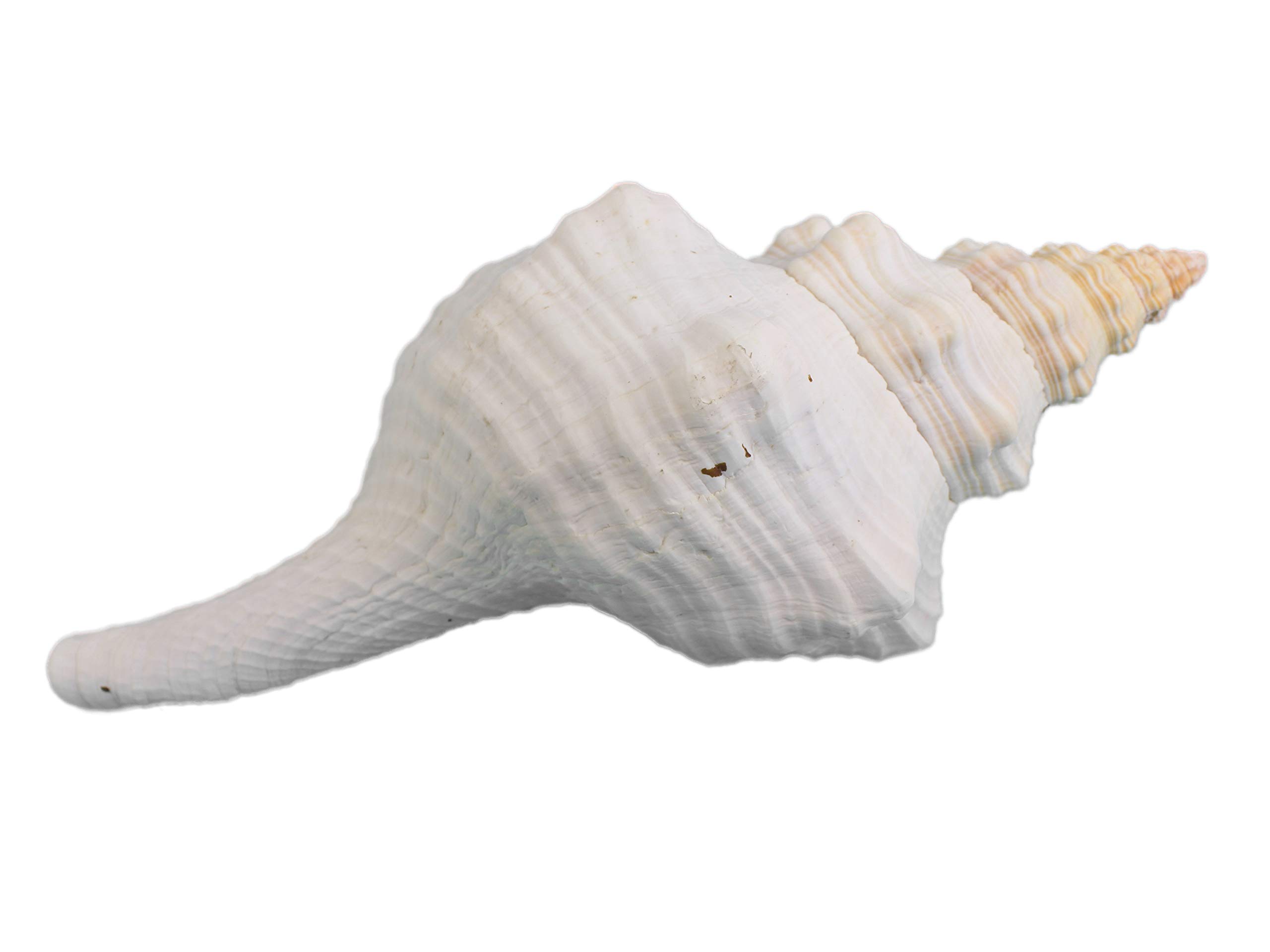 Horse Conch Shells