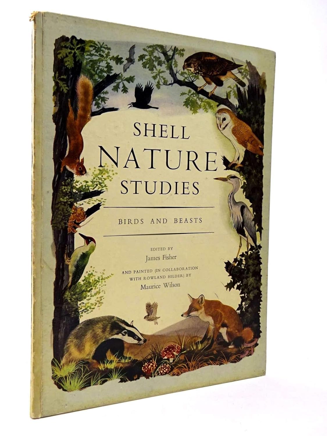 Amazon.com: Shell nature studies: Birds and beasts.: Fisher, James: Books