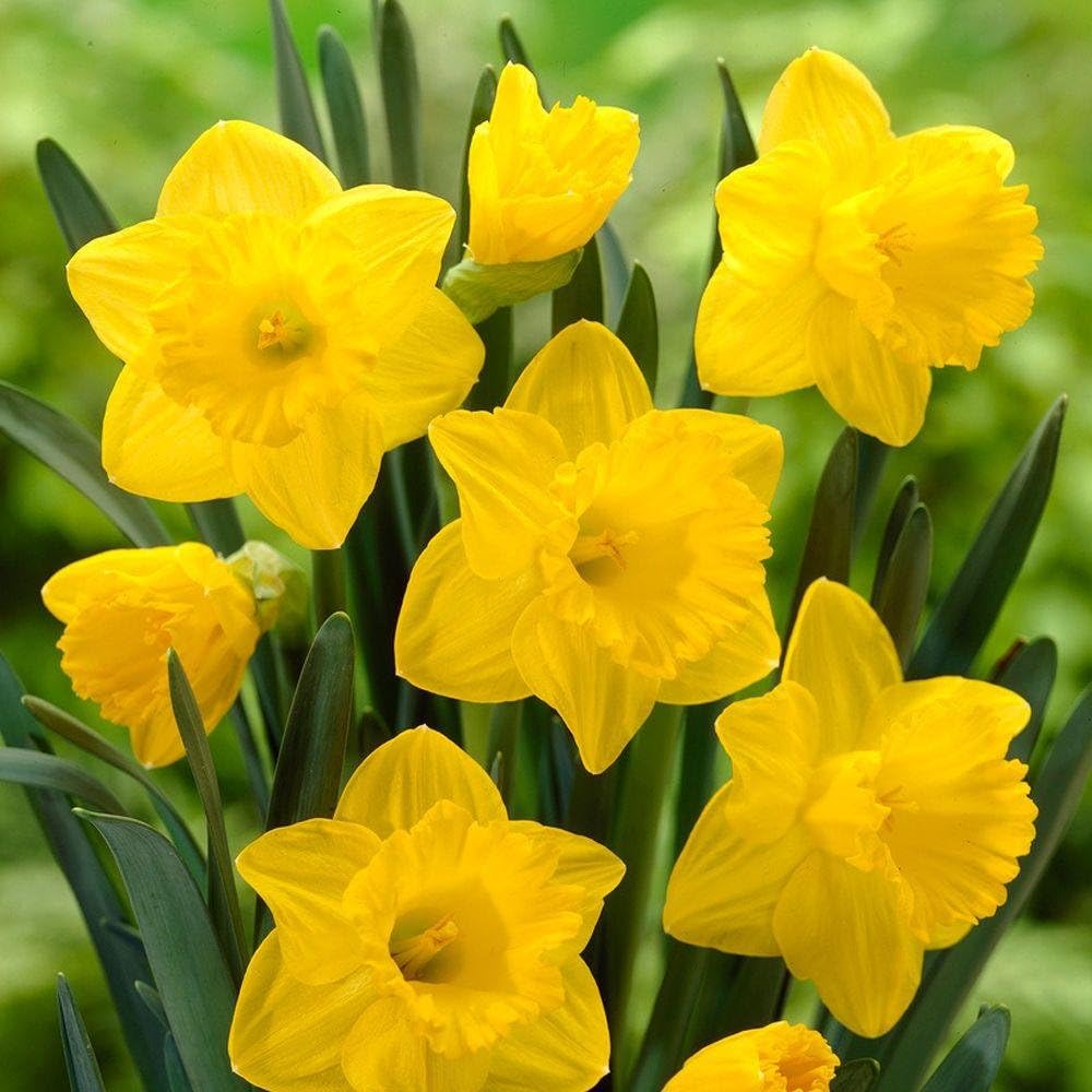 Amazon.com : 100 Daffodil Bulbs Bulk, Daffodil Bulbs for Fall Planting ...