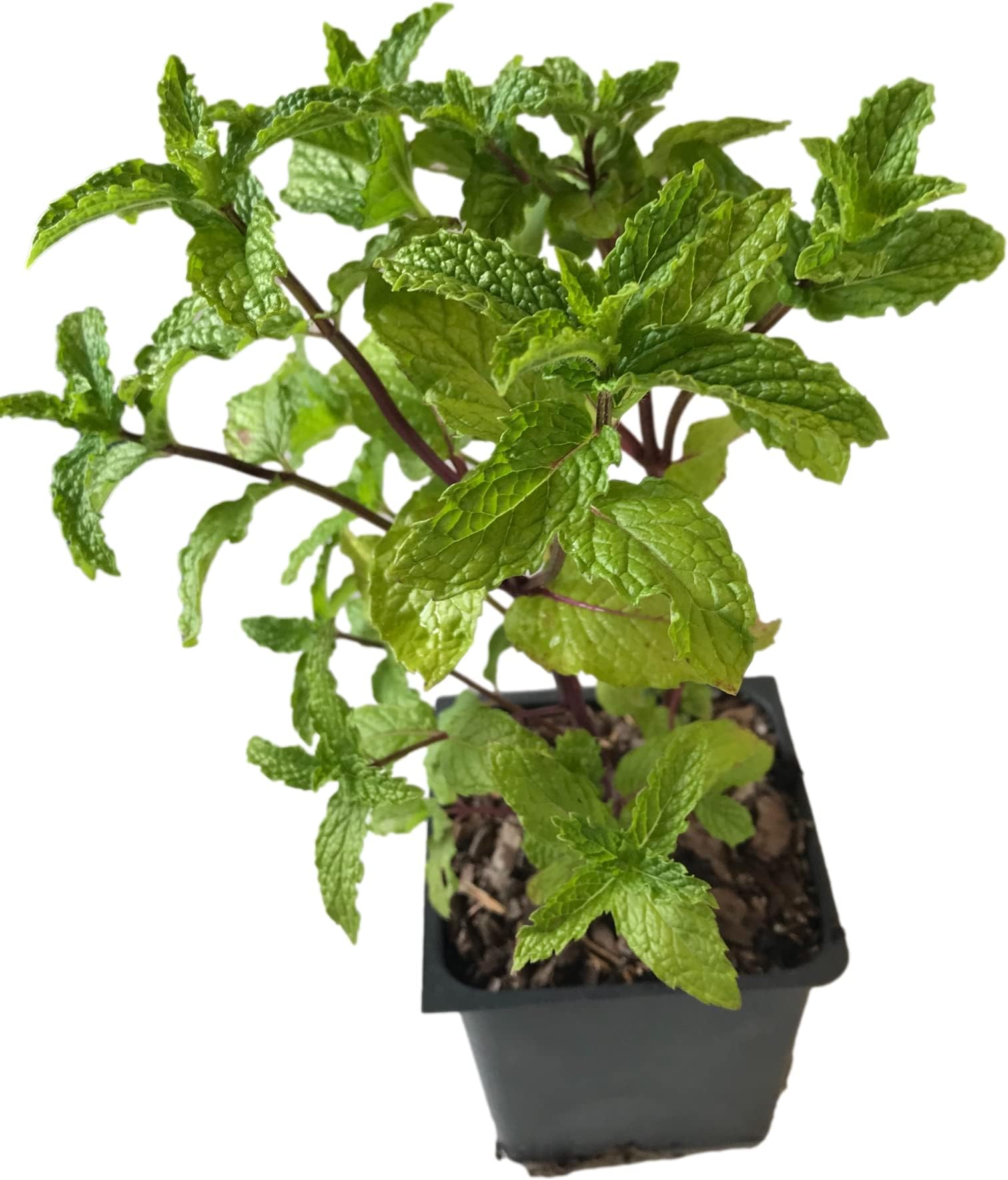 Amazon.com : Mojito Mint Live Plant (mentha x villosa) : Patio, Lawn ...