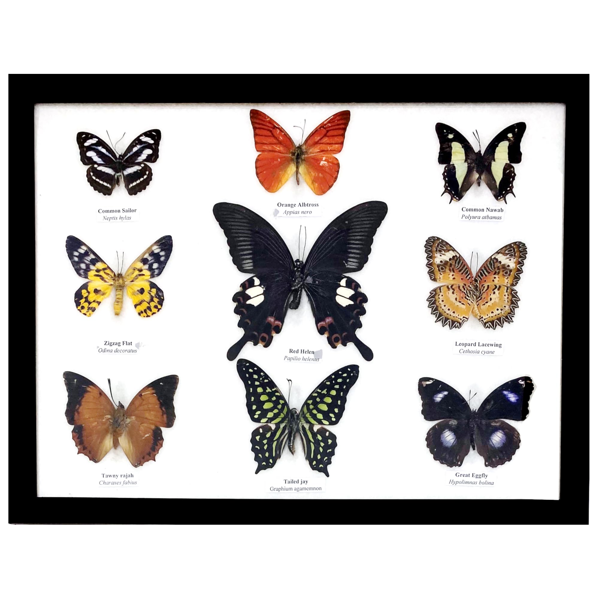 Amazon.com - Real Framed Butterflies – Butterfly Moth Art Display ...
