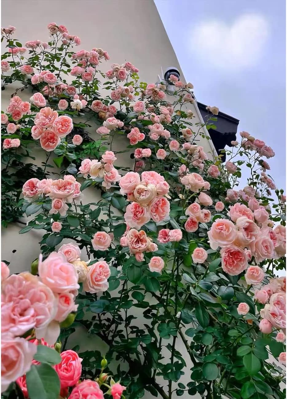 Amazon.com : 150+ Pink Climbing Rose Seeds for Planting Outdoors ...