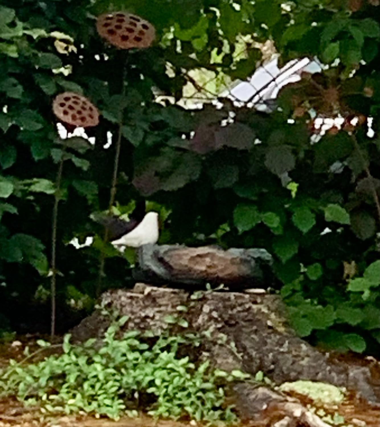 Intergarden Vogeltränke/Vogelbad Manukau Größe L - 34,2x30x10cm aus ...