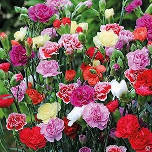 Amazon.com : ITOMEN 4500+Carnation Chabaud Mix Flower Seeds for ...