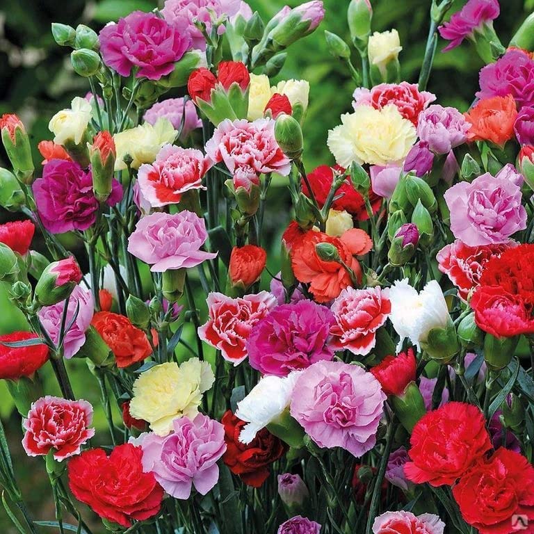 Carnation plant - How to grow & care