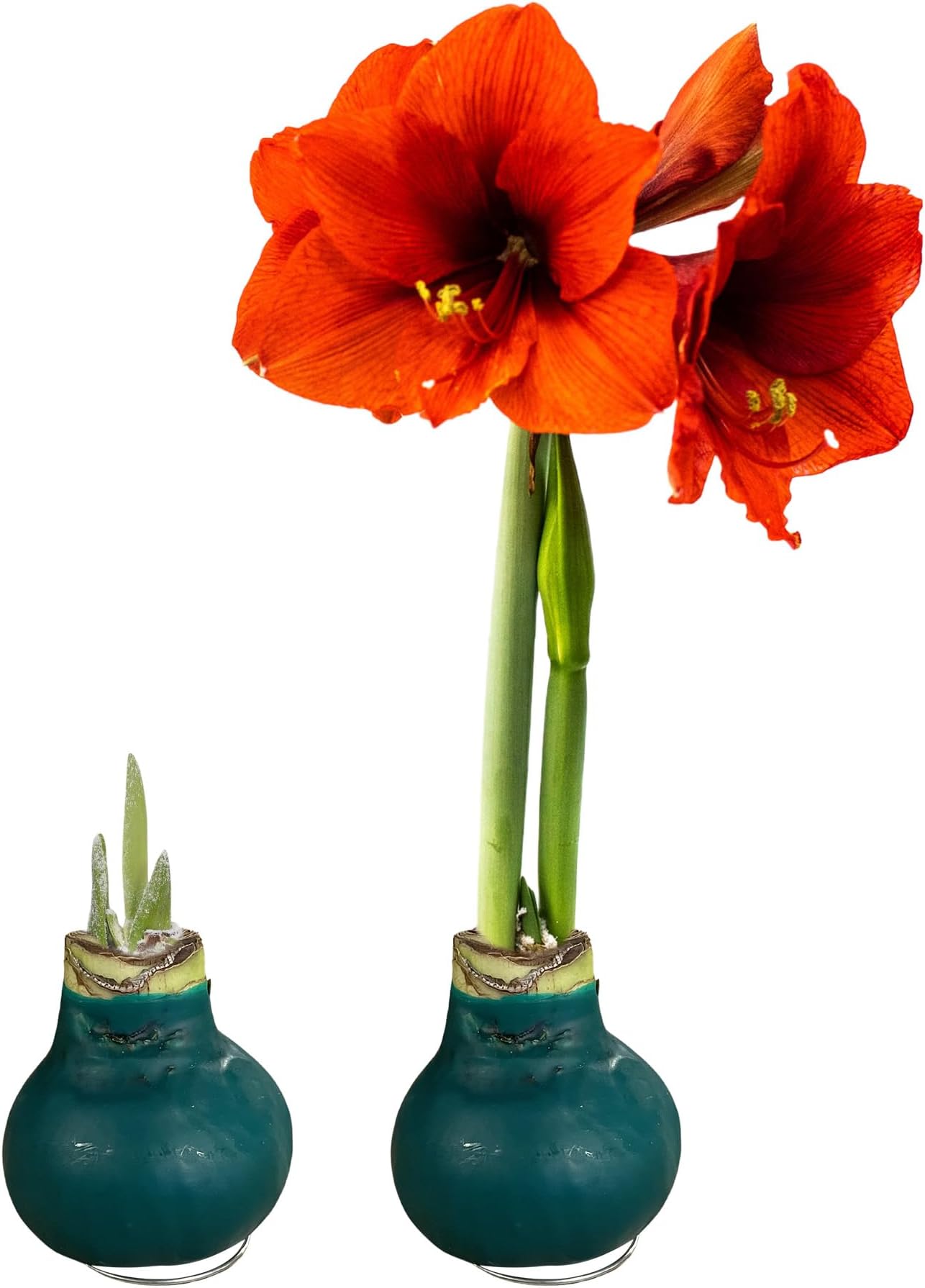 Amazon.com : Star Light Intokazi Waxed Amaryllis Double Flower Bulb ...