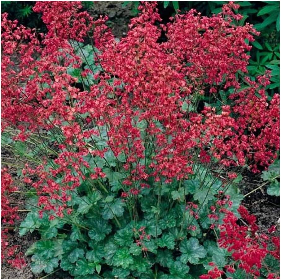 Heuchera Seeds Mixed, Coral Bells Seeds - Year-Round Palette of Colours ...