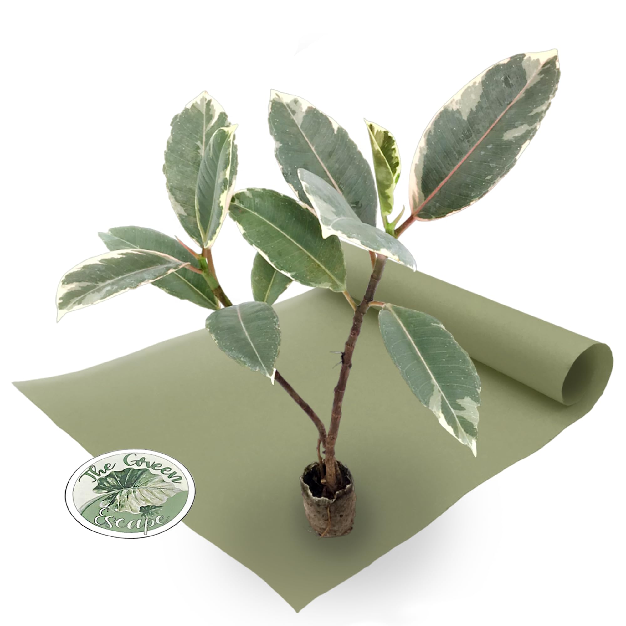 Amazon.com : Ficus Tineke Ruby Starter Plant : Patio, Lawn & Garden