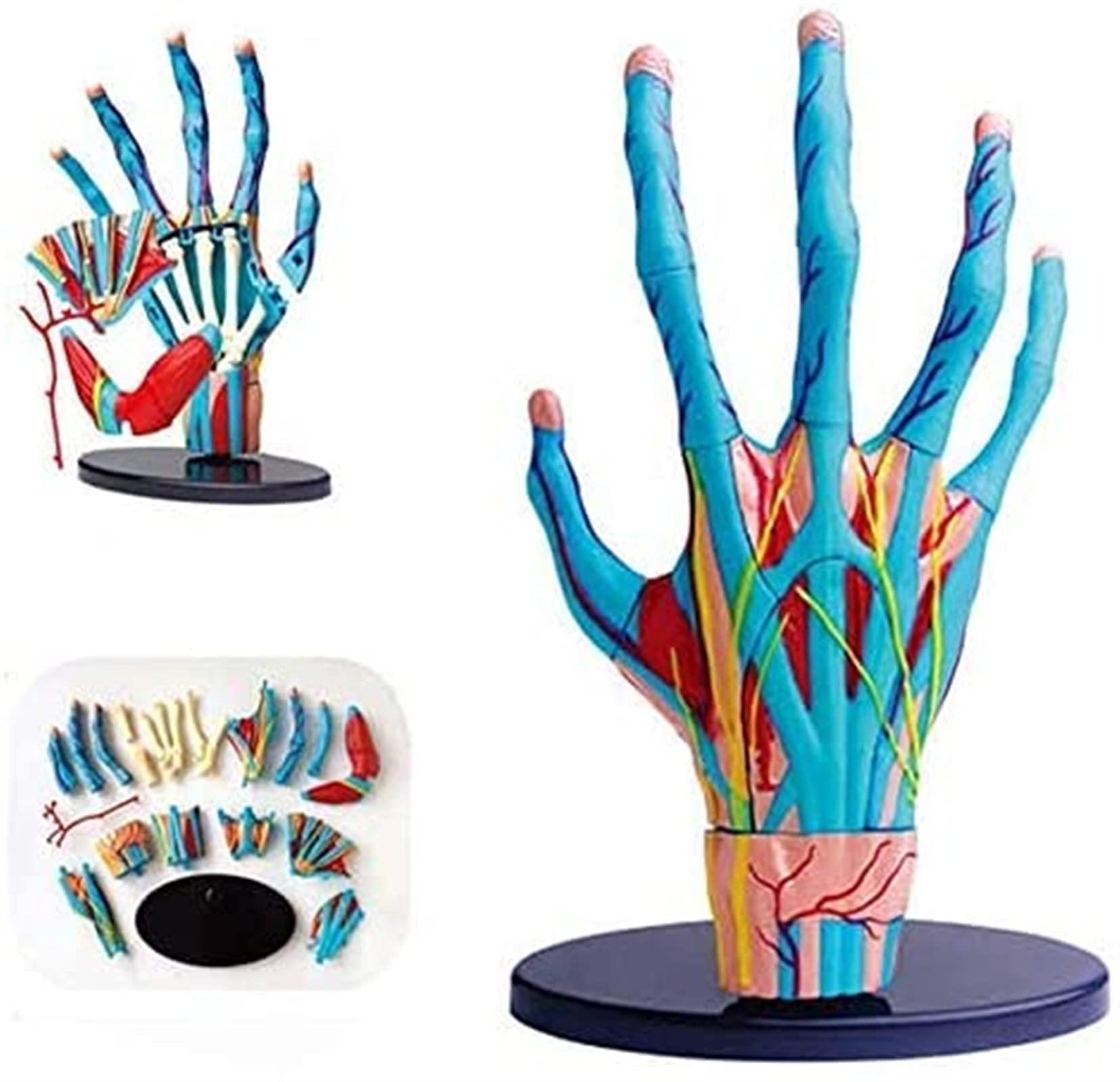 Buy Study Model Human Hand Joint Muscle Model - Hand Skeleton Model ...