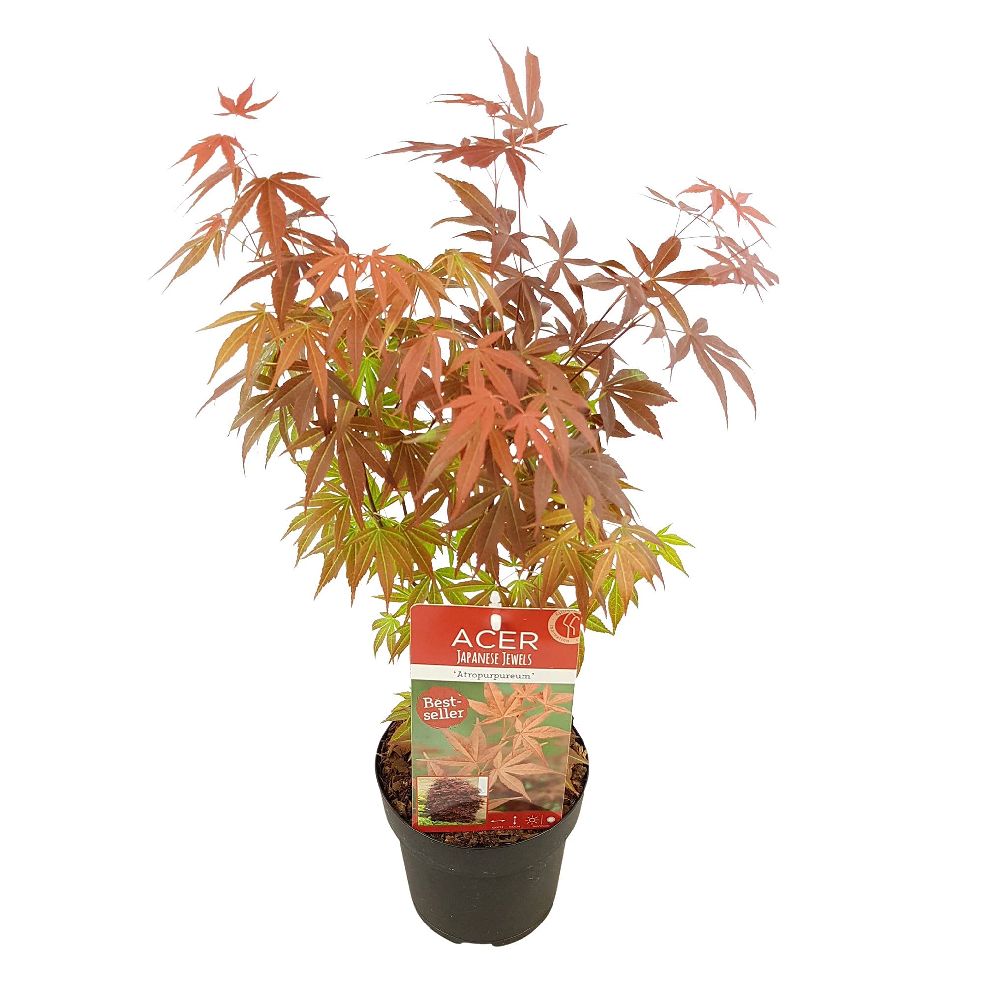 Acer Palmatum Atropurpureum | Japanese Maple Tree | Ornemental Shrub ...