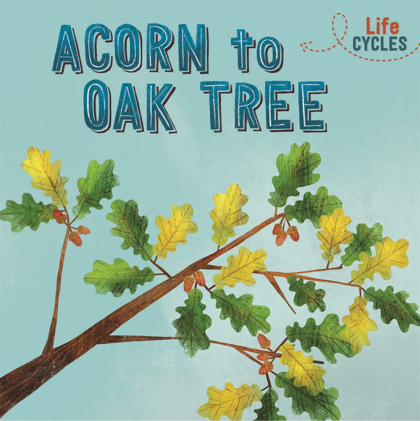 Acorn to Oak Tree (Life Cycles): Tonkin, Rachel: 9781526310279: Amazon ...