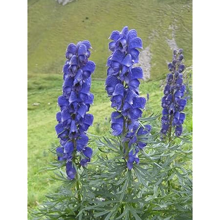 Amazon.com : Zaylee Garden 10 Aconitum Napellus Seeds | Monk-Hood Plant ...