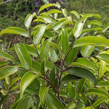 M-Tech Gardens Akil Tree Medicinal Tree Plant (Aquilaria malaccensis ...