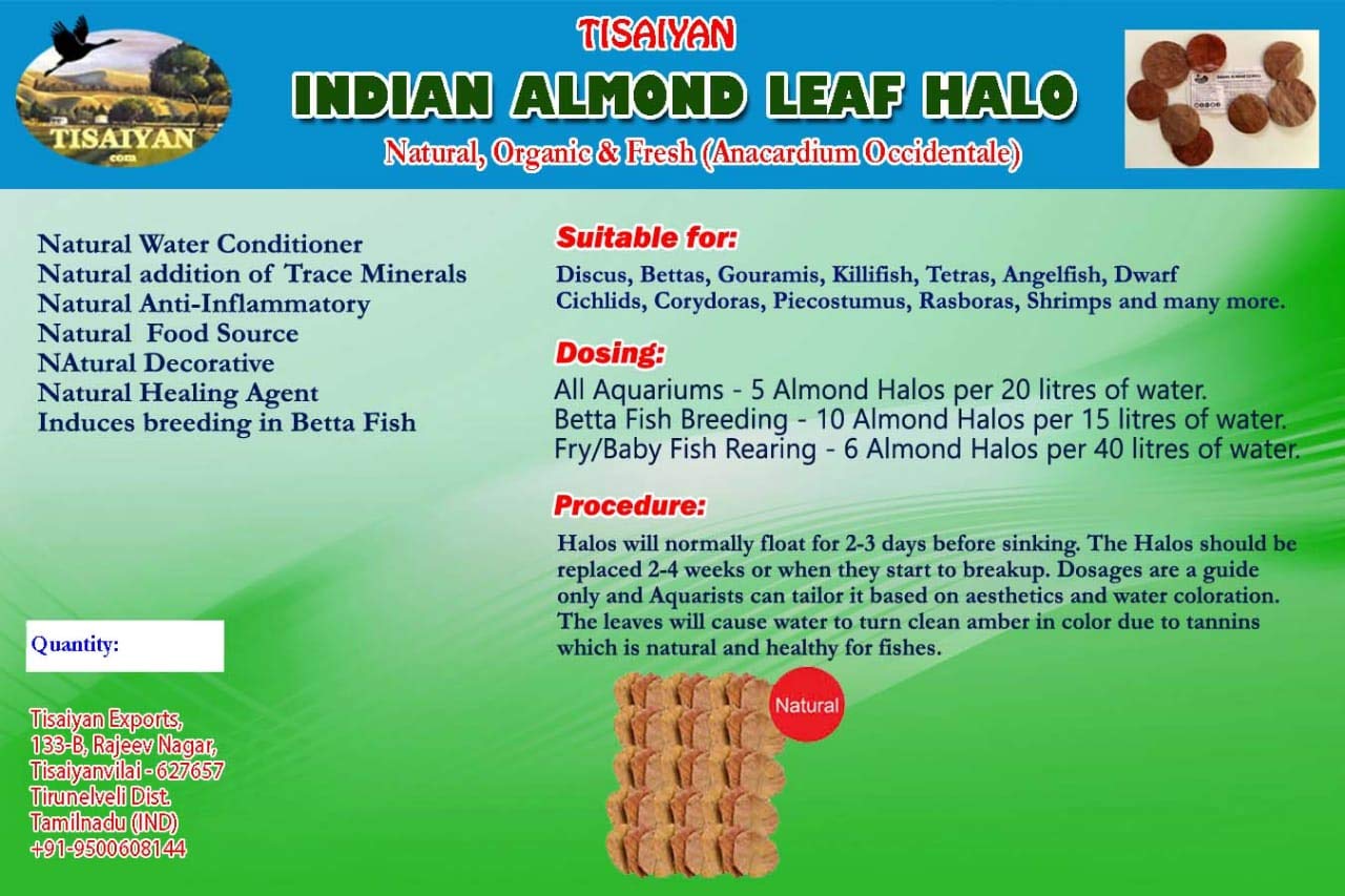 FarmCrane 200 Indian Almond Leaf HALOS Catappa-Ketapang-Naturally-Aged ...