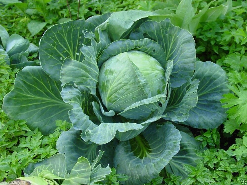 Amazon.com : Stonehead Cabbage (200 Seed) Rock-solid, Disease Resistant ...