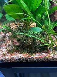 Amazon.com: Marcus Fish Tanks Christmas Moss Vesicularia Montagnei Live ...