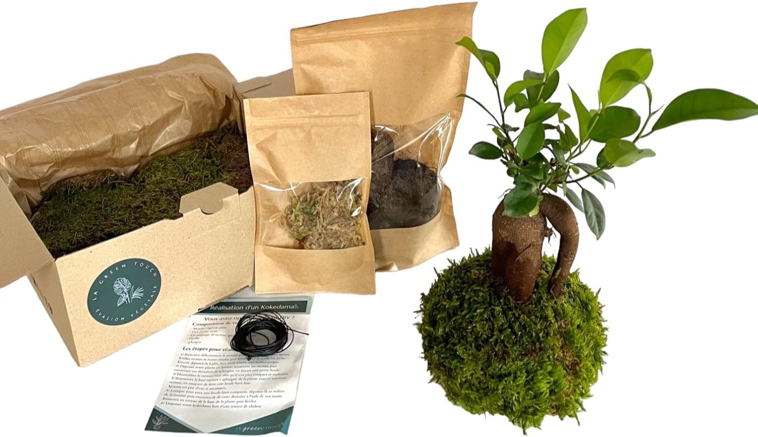 Kit Kokedama - Ficus : Amazon.fr: Jardin