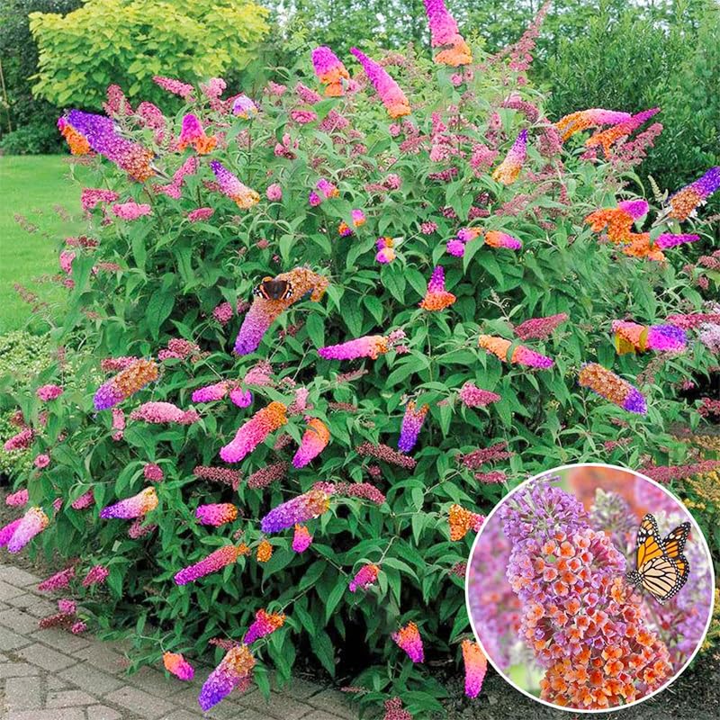 How to Grow Butterfly Bush from Seed - Peace Love Garden