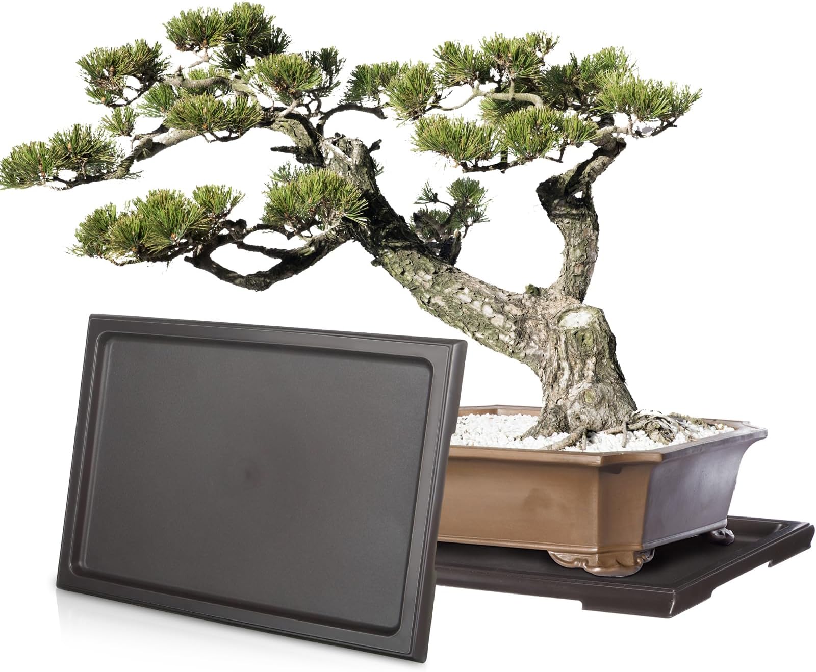 Amazon.com : 9GreenBox Bonsai Humidity Drip Tray with Pebbles Rocks, 8 ...