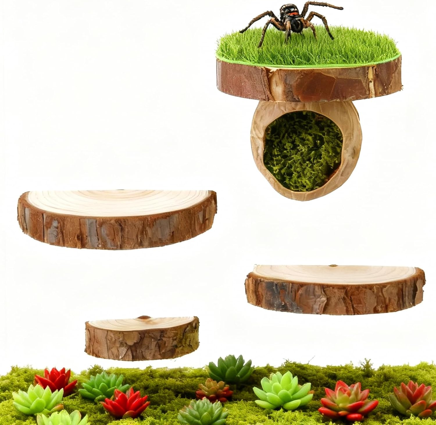 Amazon.com : Jumping Spider Hide with Magnets with 3 Semi-Circle Ledges ...