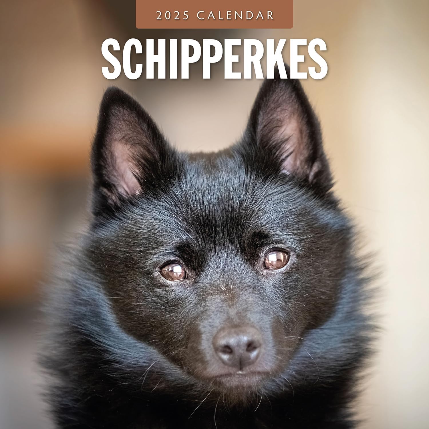 Amazon.com: Red Robin 2025 Schipperkes Monthly Wall Calendar | 12" x 24 ...
