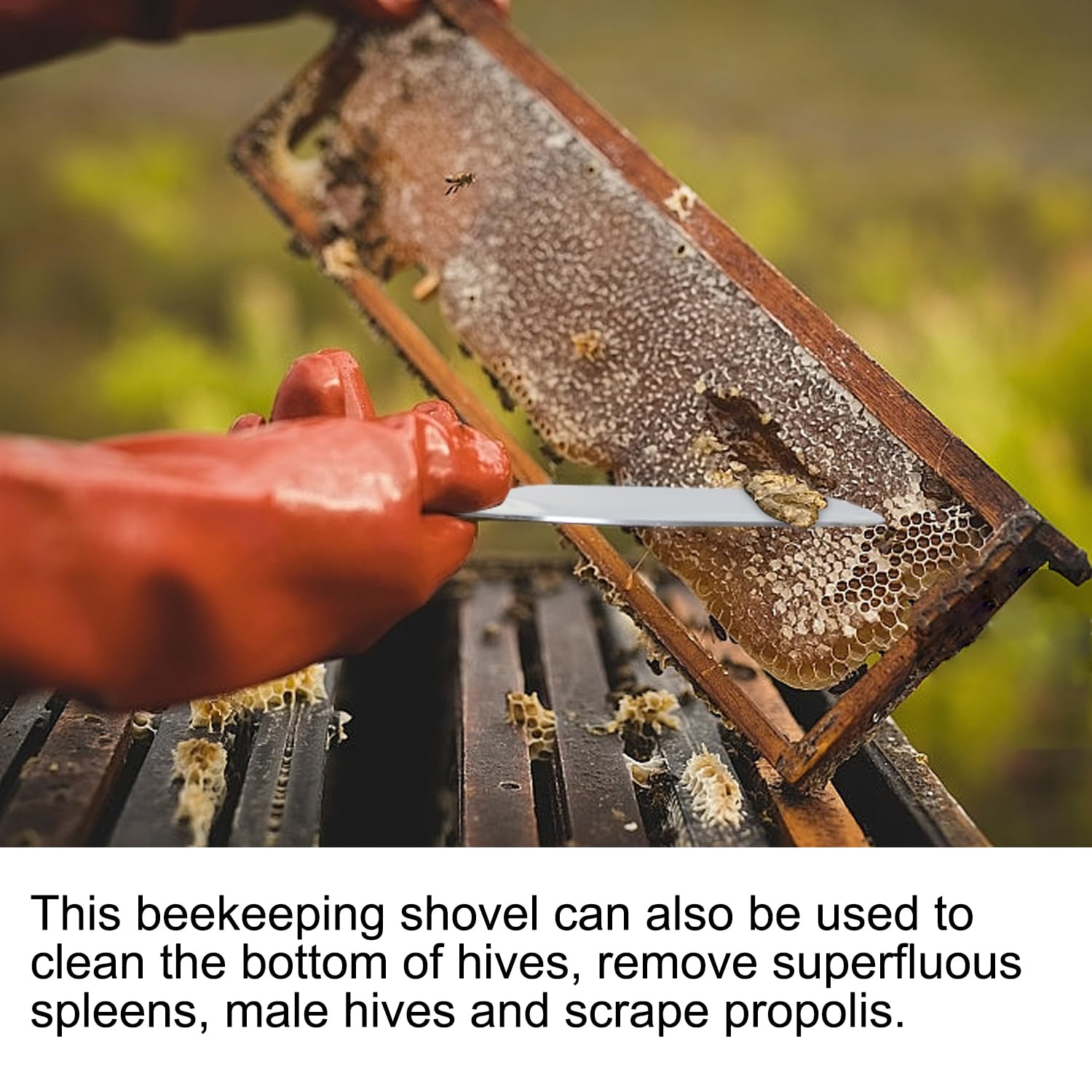Snapklik.com : Beekeeping Shovel, Beehive Cleaner Extractor, Beehive ...