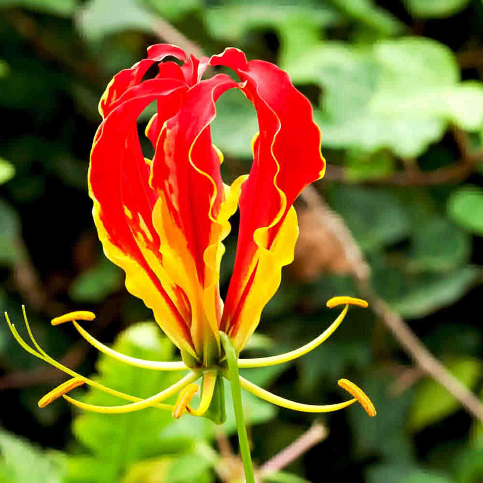 Amazon.com : (2) Red Spider Lily, Lycoris Radiata Bulbs, Beautiful ...