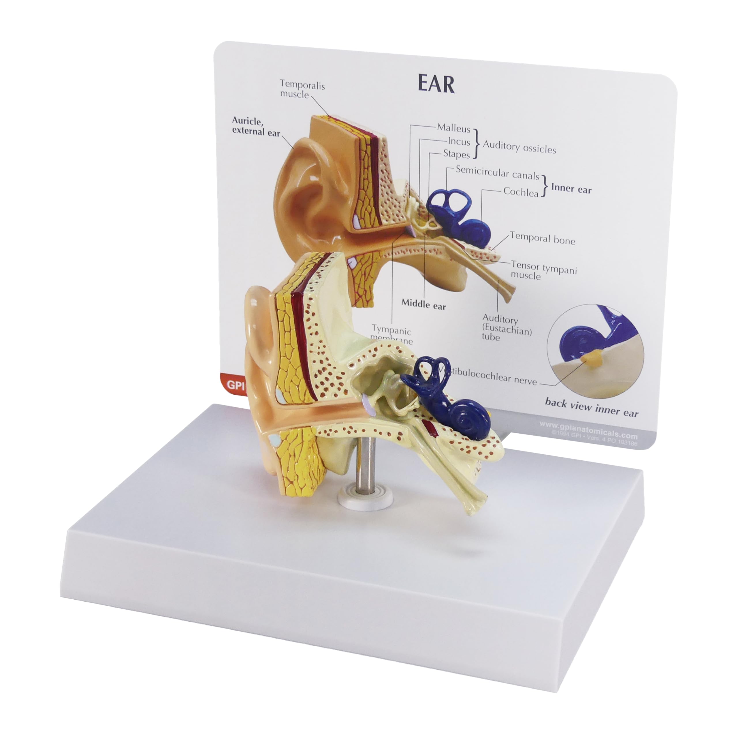 Snapklik.com : Ear Model, Replica Of A Normal Ear For Human Anatomy And ...