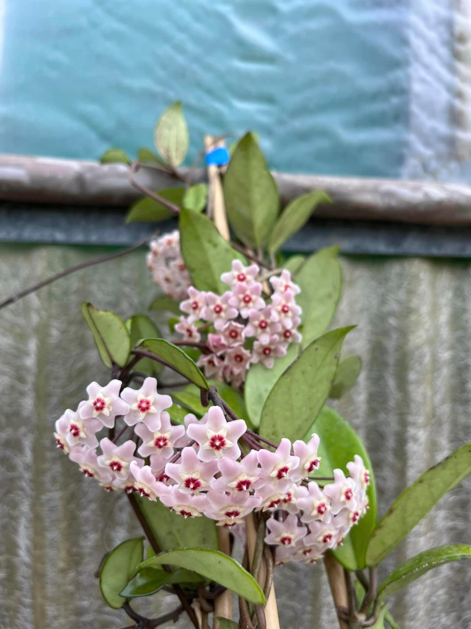 POWERS TO FLOWERS - HOYA CARNOSA TRICOLOR RED A FIORE ROSA, VASO 12CM ...