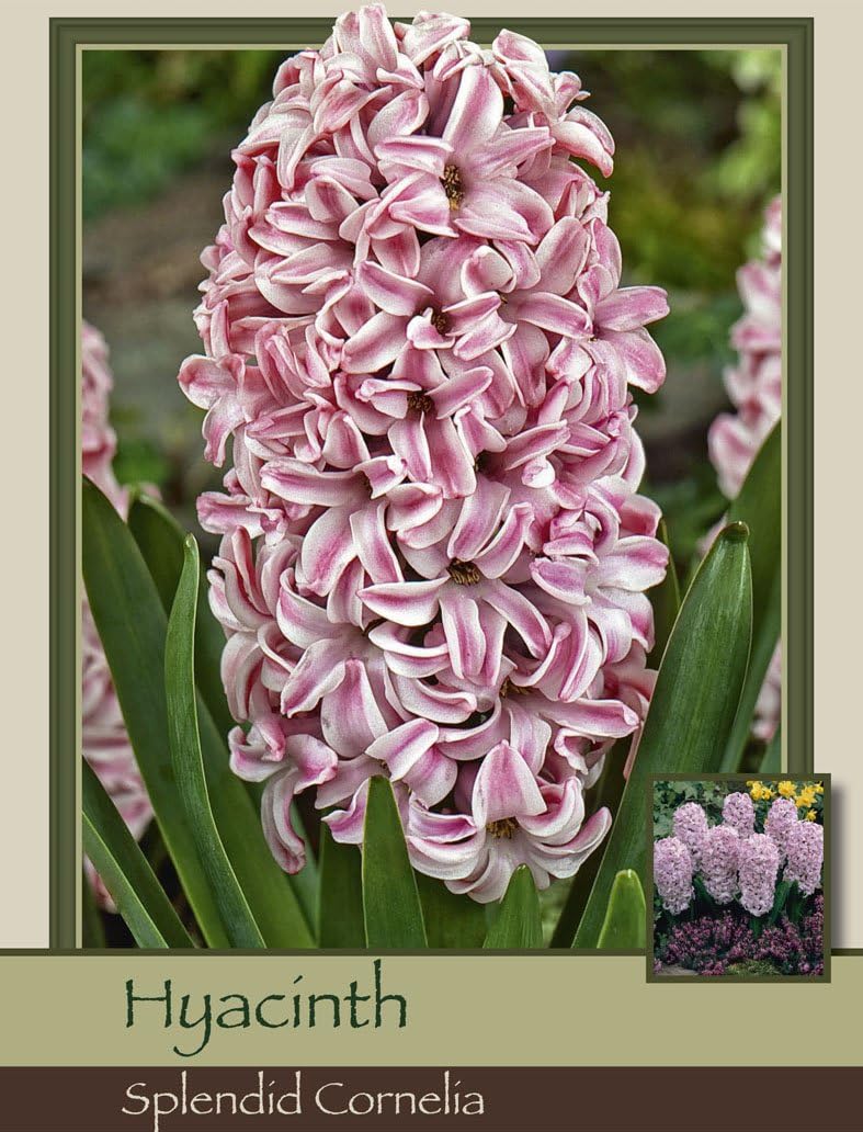 Amazon.com : Hyacinth Splendid Cornelia : Hyacinth Bulbs : Patio, Lawn ...