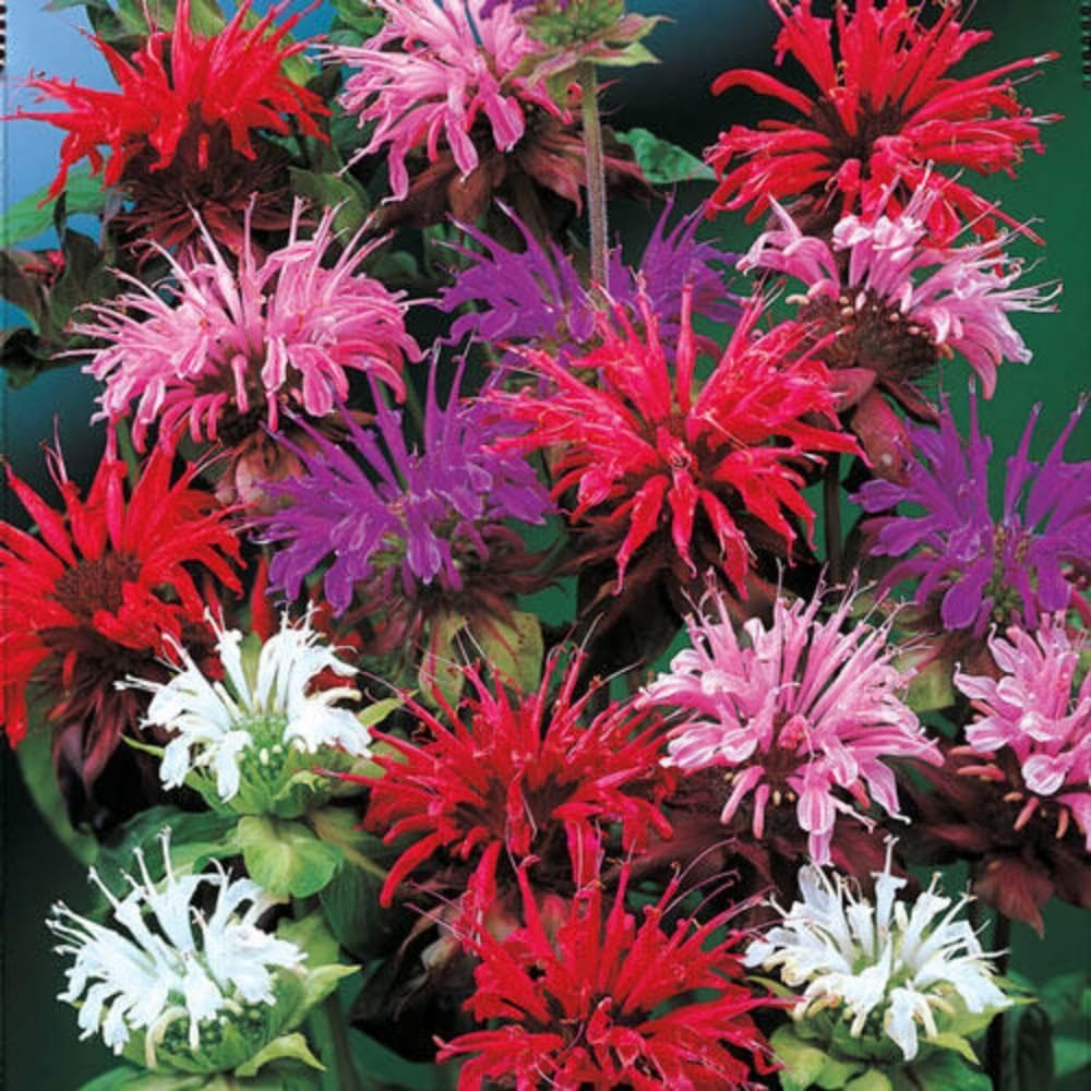Amazon.com : 500+ Bee Balm Flower Seeds Perennial Monarda Didyma Bee ...