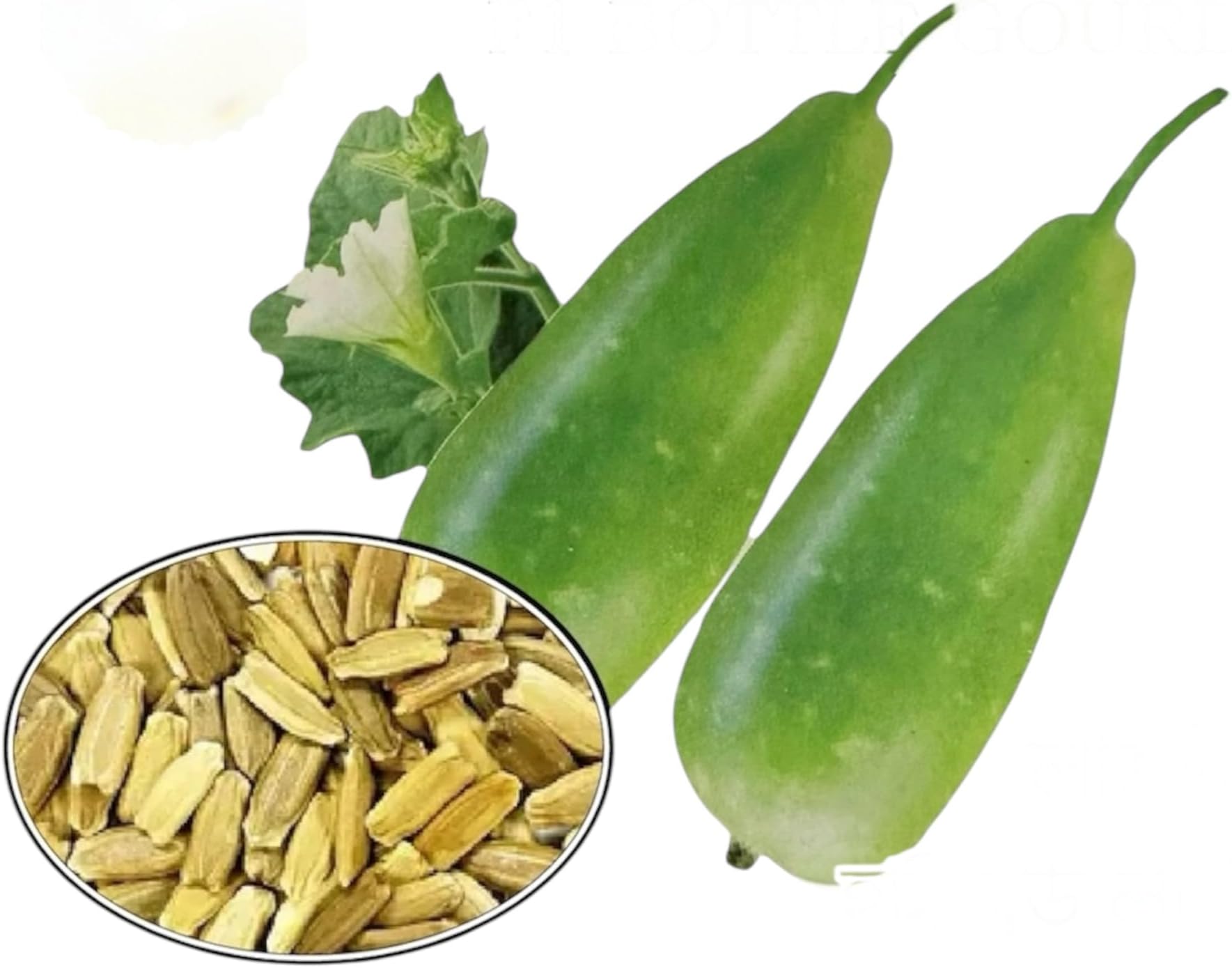 Amazon.com : Edible bottle gourd Extra long (Asian vegetable) Gourd ...