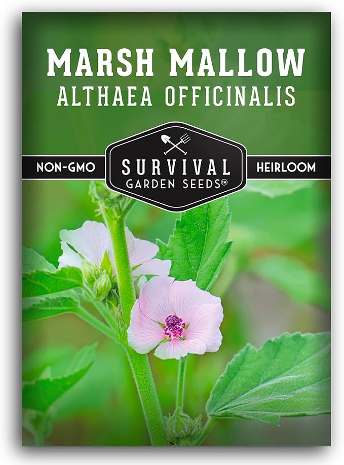 Amazon.com : Marsh Mallow Seed for Planting - 1 Packet with ...