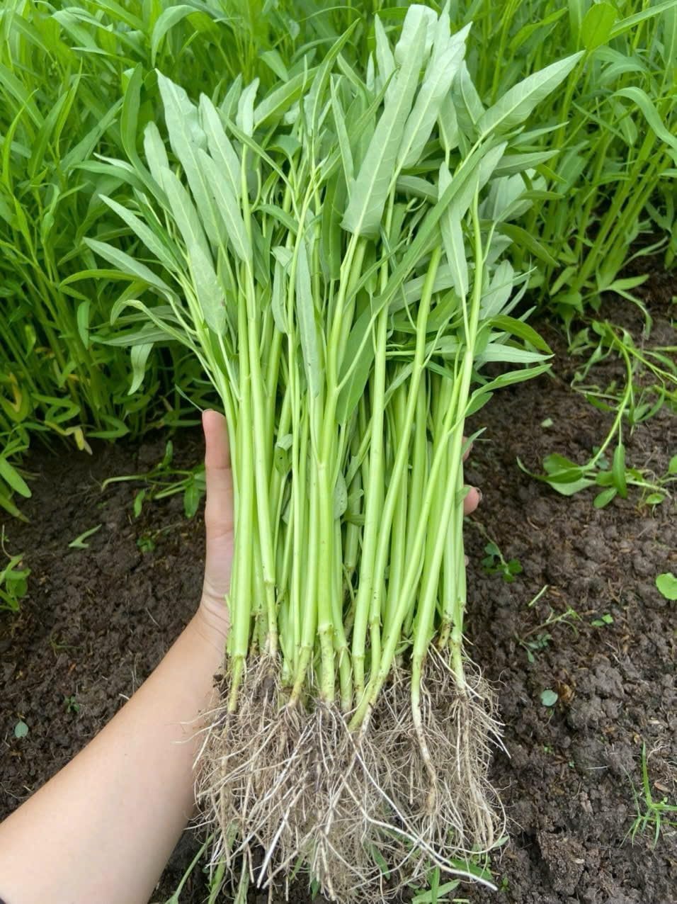Amazon.com : Generic 1000 Ong Choy Seeds - Rau Muong La TRE - Kong Xin ...