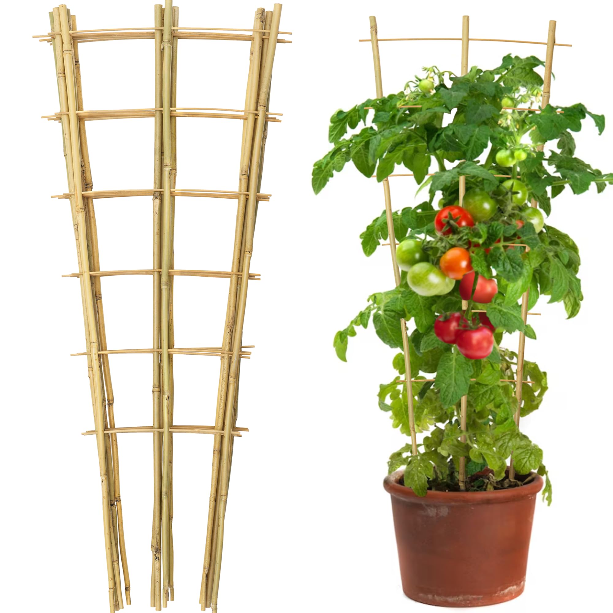 Amazon.com : Taoskai 10 Pack 3 Feet Natural Bamboo Trellis, Fan-Shaped ...