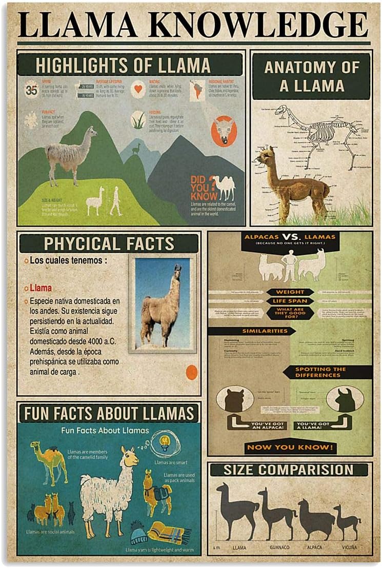 Vintage Anatomy of A Llama Llama Knowledge Llama Infographics Poster ...