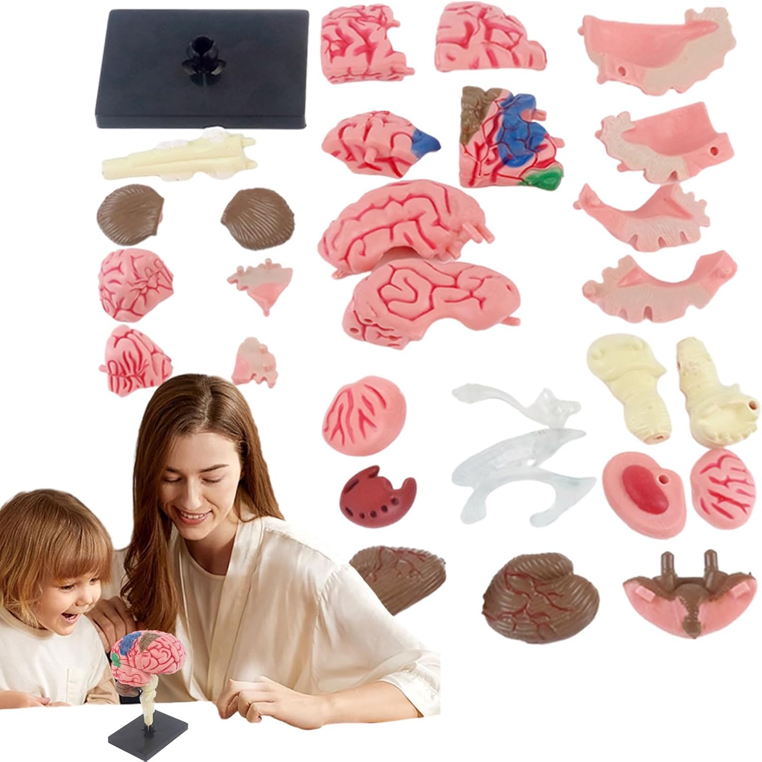 3D Brain Model, Anatomical Model Teaching Med Model with Display Base ...