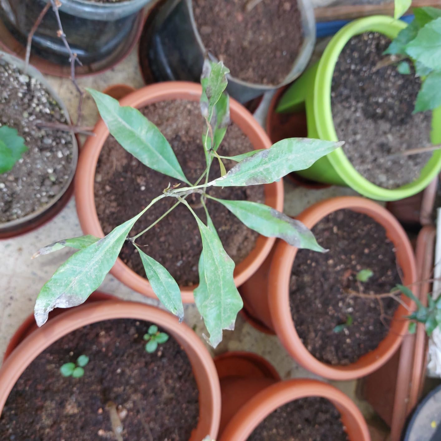 Dwarf Varieties Clove/Lobongo (Syzygium Aromaticum) Plant & Tree Live ...