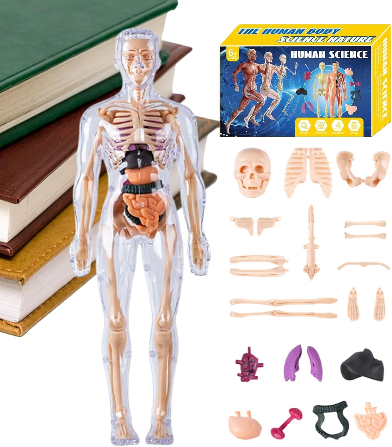 Lruvaqi Human Body Model 3D,Anatomical Human Torso Model | Anatomical ...