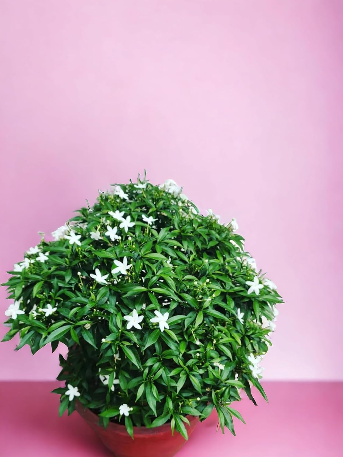 Mini Chandni flower plant (Pack of 2) : Amazon.in: Garden & Outdoors