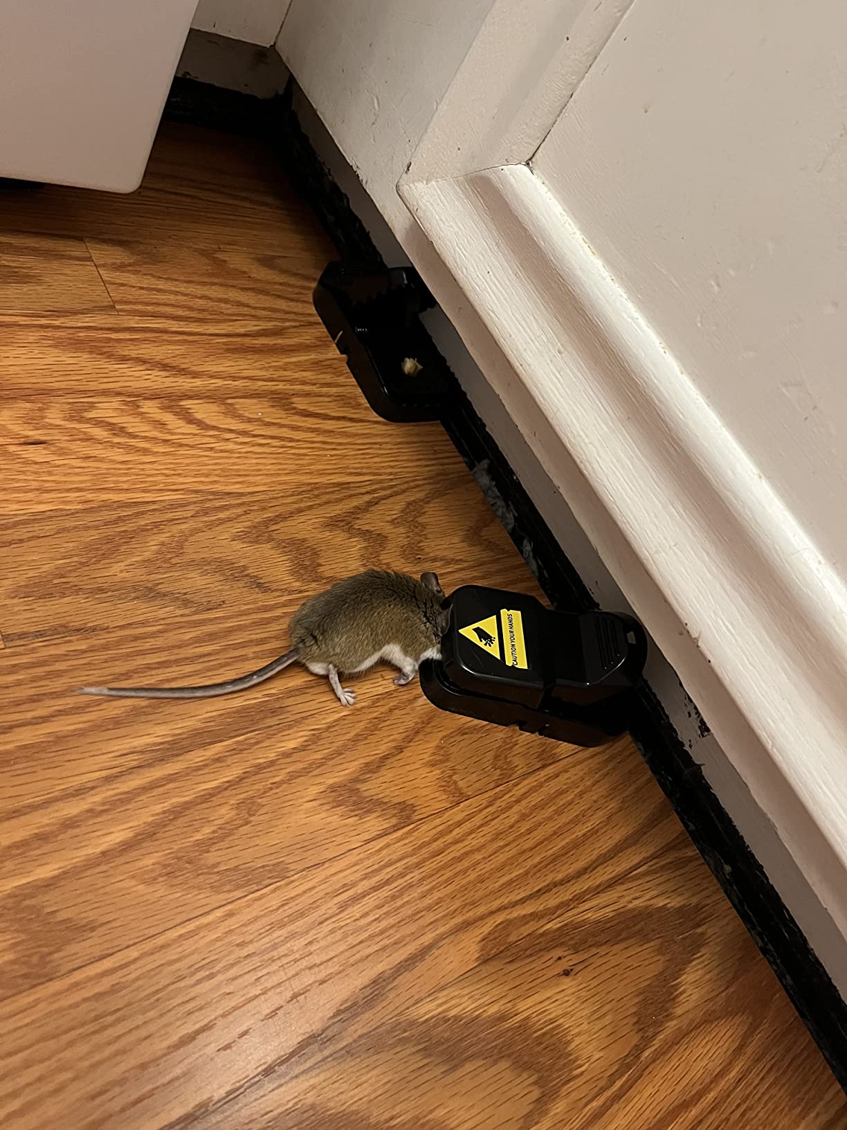 $3/mo - Finance Mouse Traps 12-Pack - for House Indoor Outdoor, Small ...