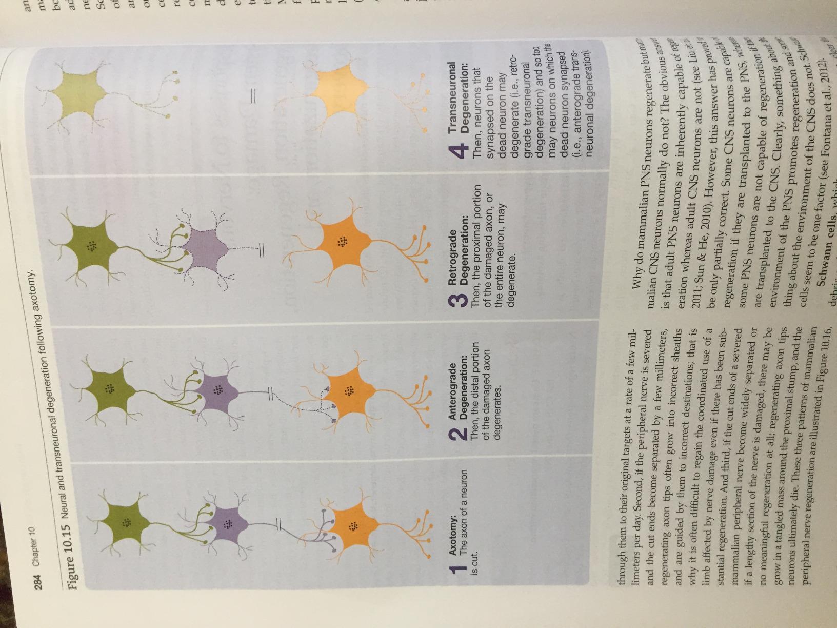 Amazon.com: Biopsychology (10th Edition): 9780134203690: Pinel, John P ...