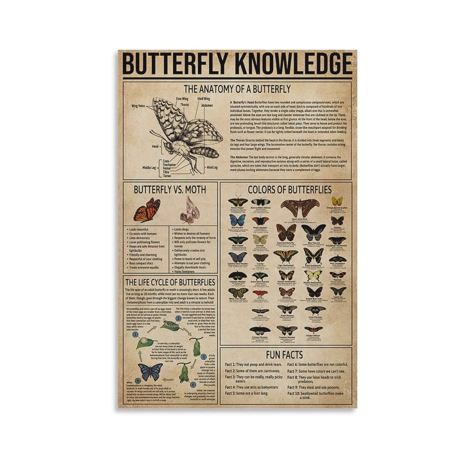 The Anatomy Of A Butterfly All About Butterflies And Moths