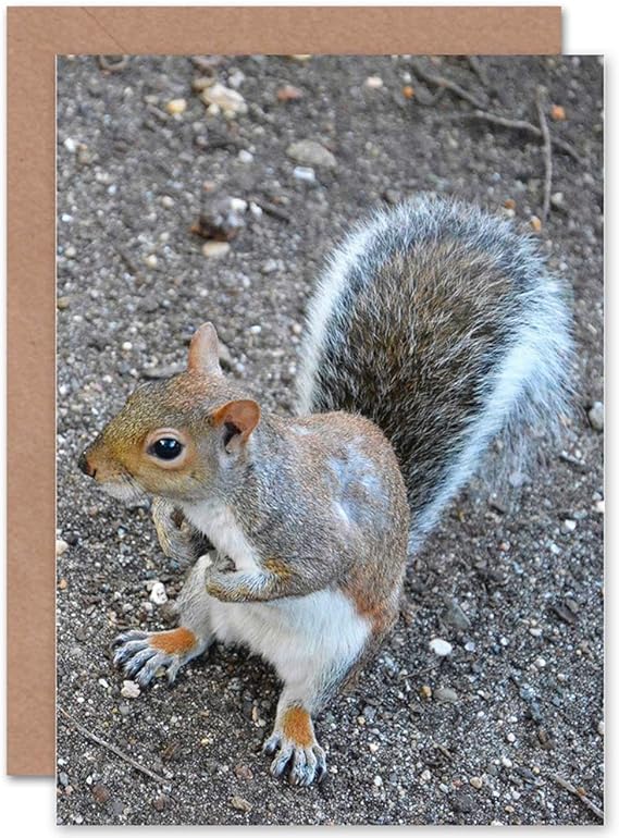Amazon.com : Wee Blue Coo CARD GREETING BIRTHDAY LITTLE SQUIRREL GIFT ...