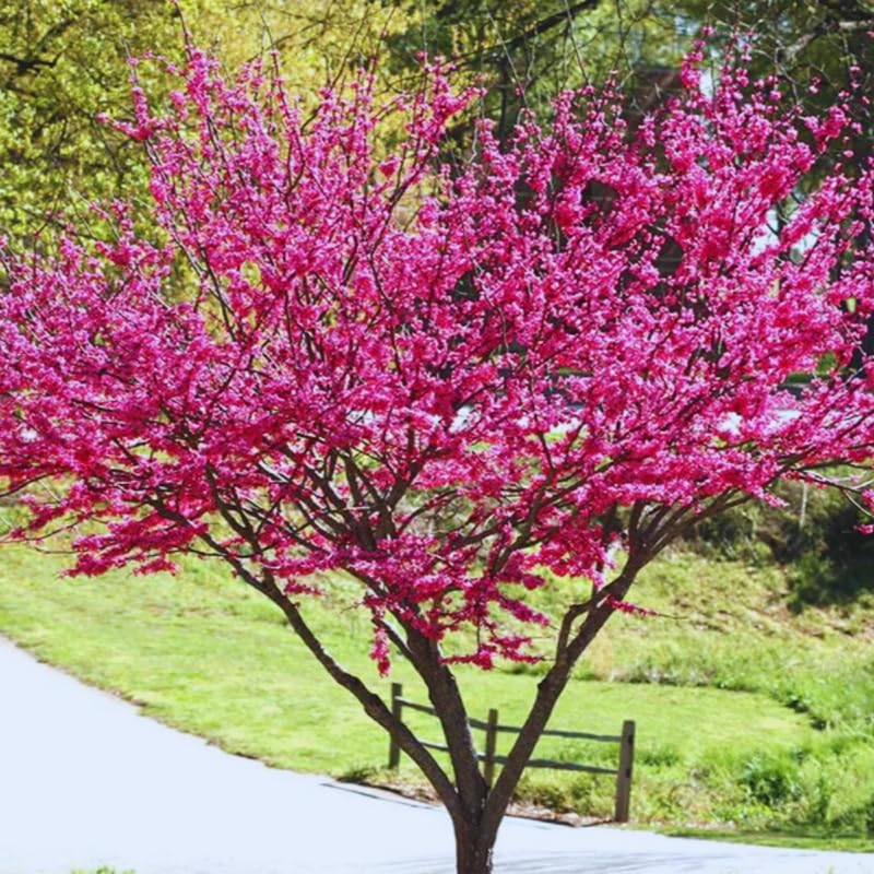 Amazon.com : Set 2 Eastern Redbud Trees Live Plants in Quart Pot ...