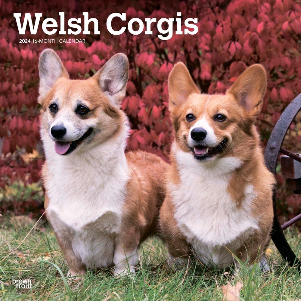 Welsh Corgis | 2024 12 x 24 Inch Monthly Square Wall Calendar ...